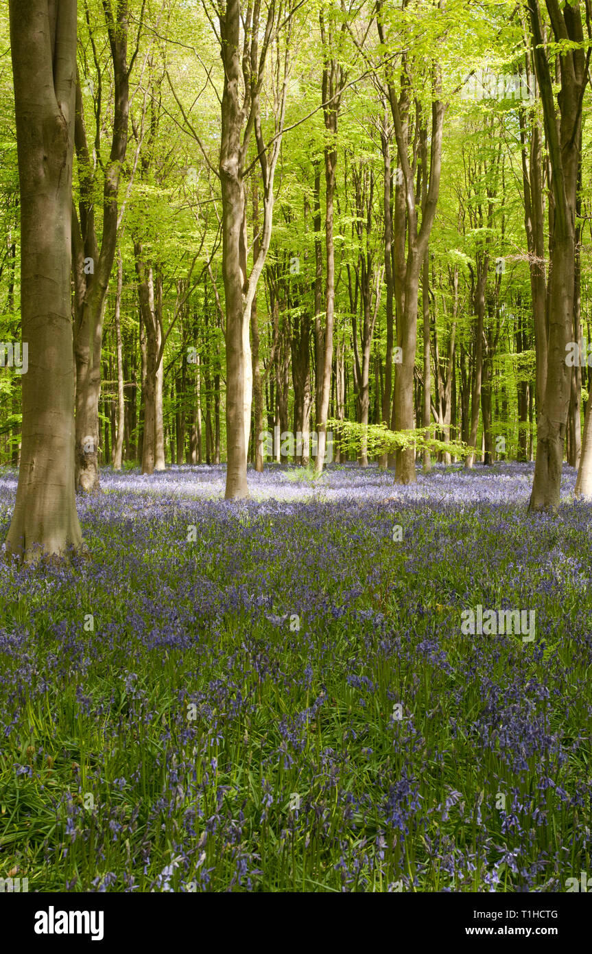 Stunning display of bluebells under a canopy of beech trees Stock Photo ...