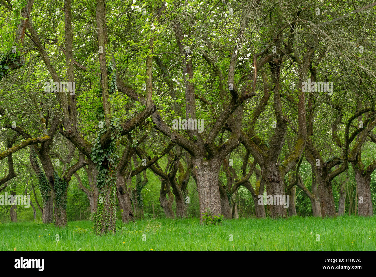 Beautiful tree trunks in a row hi-res stock photography and images - Alamy