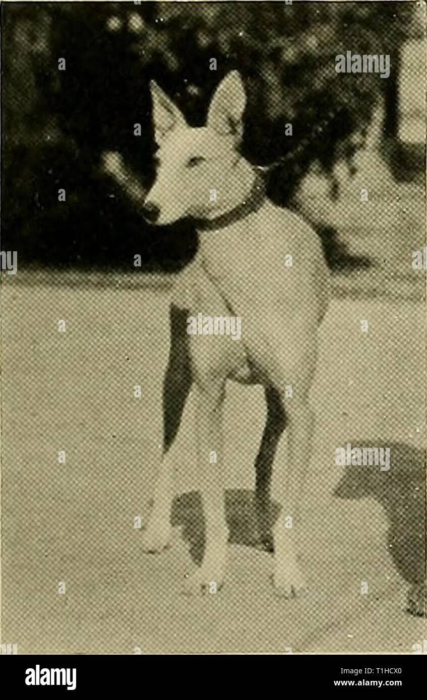 Dogs of China & Japan Dogs of China & Japan in nature and art ...