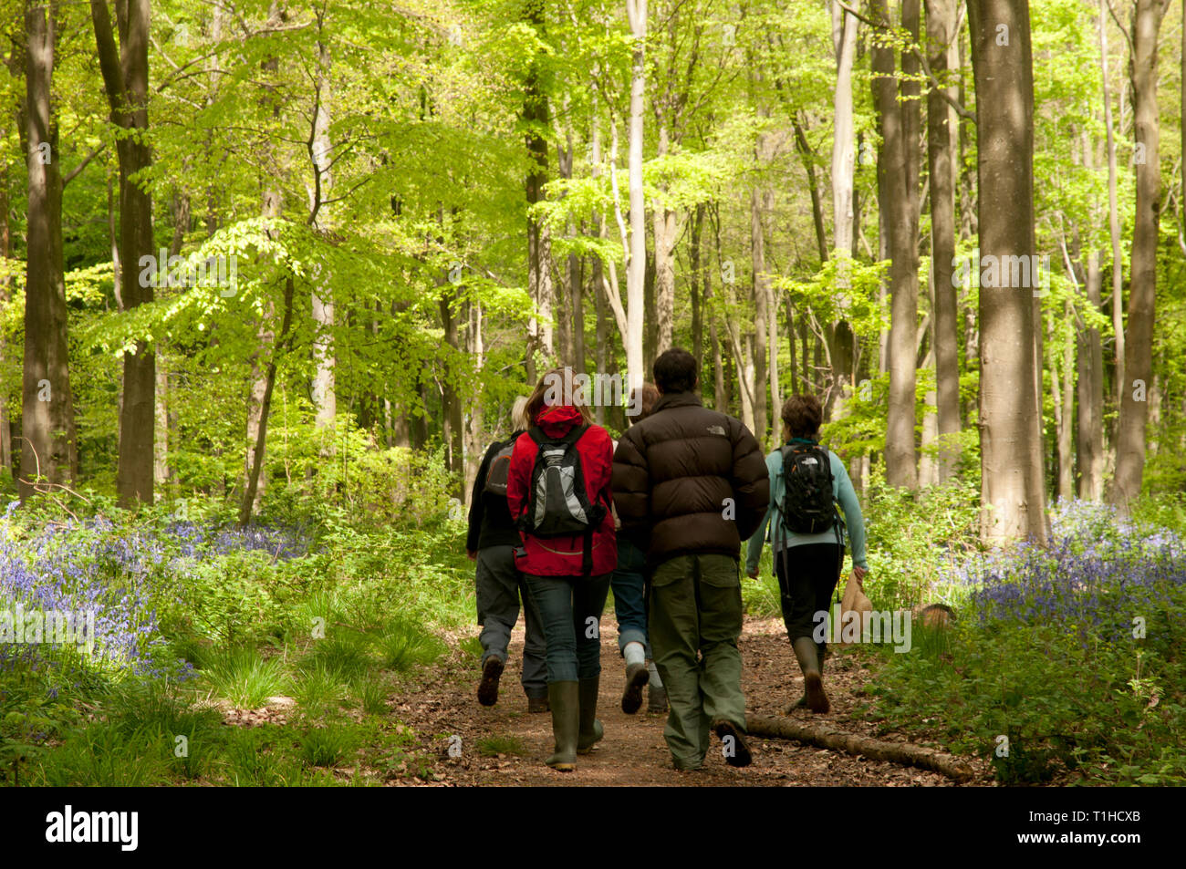 Rear view of ramblers walking along a footpath in beautiful bluebell ...