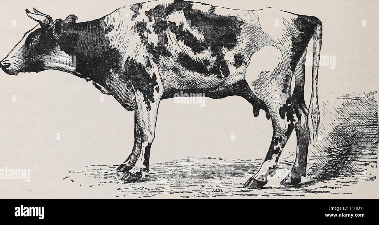 Infectious diseases in cattle hi-res stock photography and images - Alamy