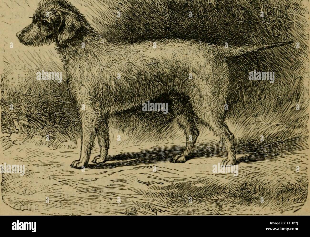 Strong image of man and dog hi-res stock photography and images - Alamy