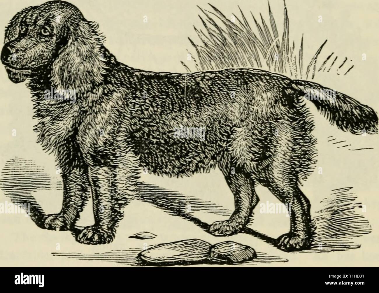 Fop disease hi-res stock photography and images - Alamy