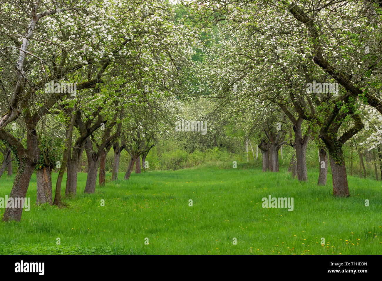 Cherry orchard. Tree trunk cherry in a row. Cherry trees alley Stock ...