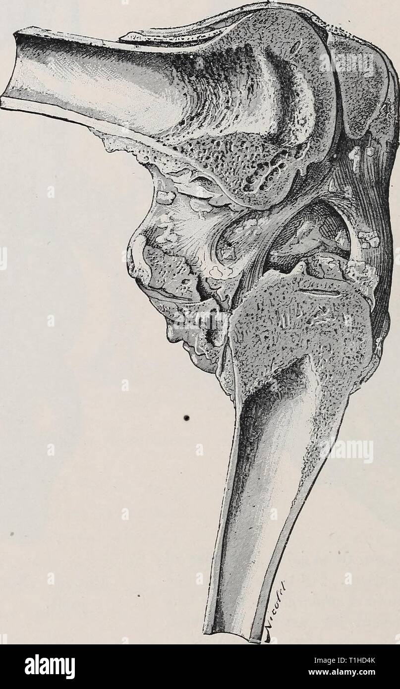 Spavin hi-res stock photography and images - Alamy