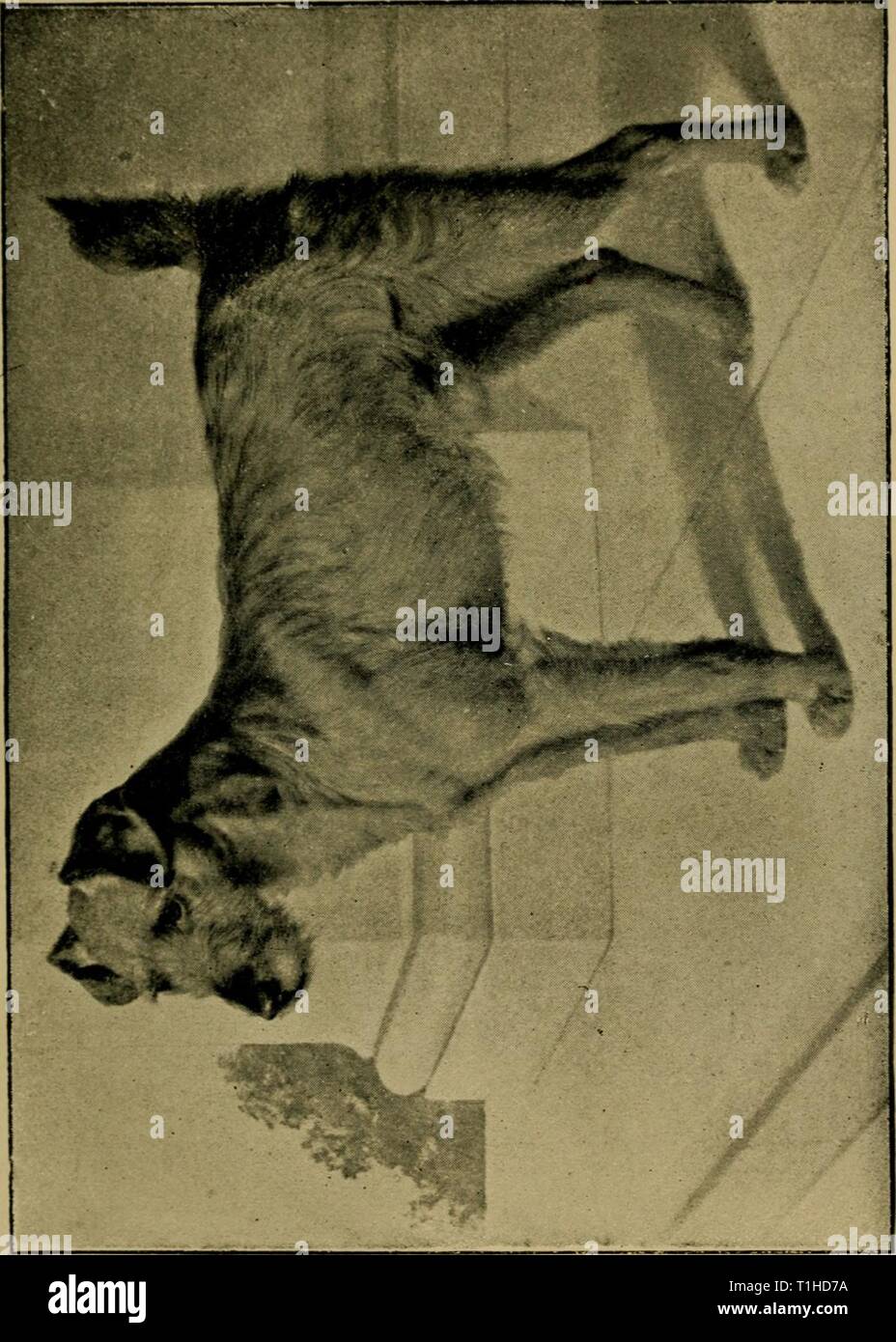 The dog its varieties The dog : its varieties and management in health ...