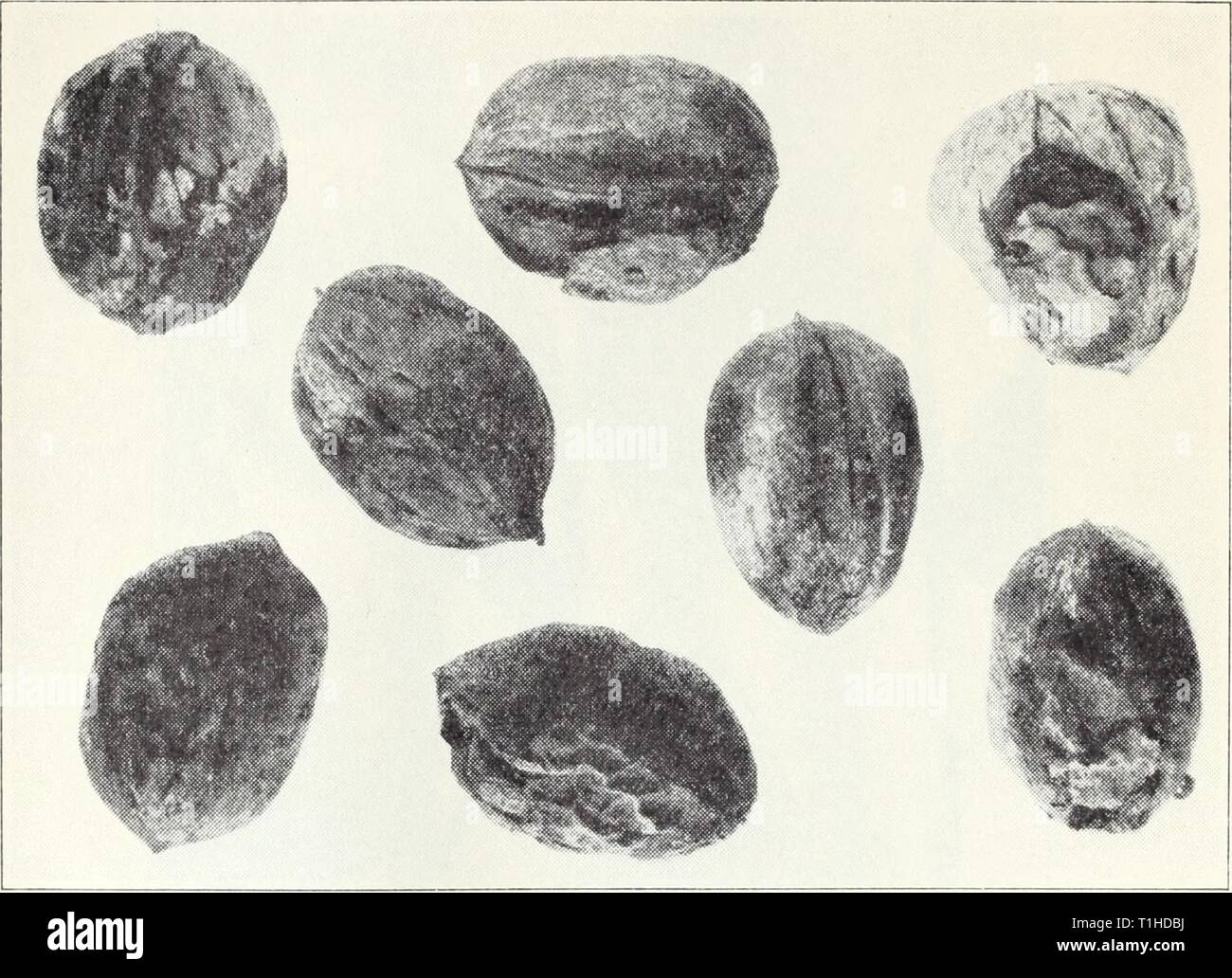 Walnut blight hi-res stock photography and images - Alamy