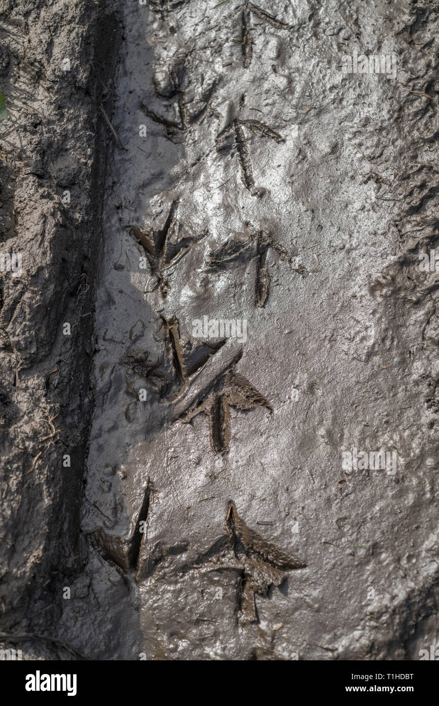 Duck Tracks In Mud