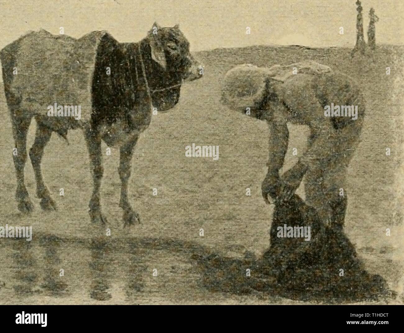 Domesticated animals, their relation to Stock Photo - Alamy