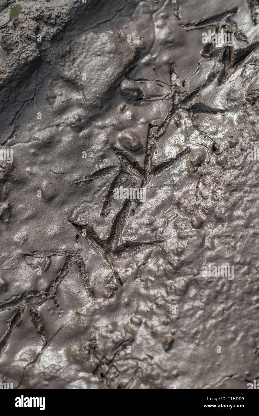 Duck Tracks In Mud