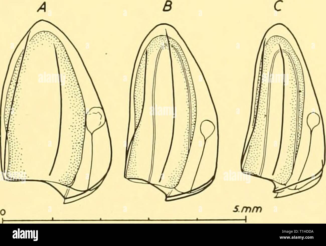 Discovery reports (1956) Discovery reports discoveryreports27inst Year ...