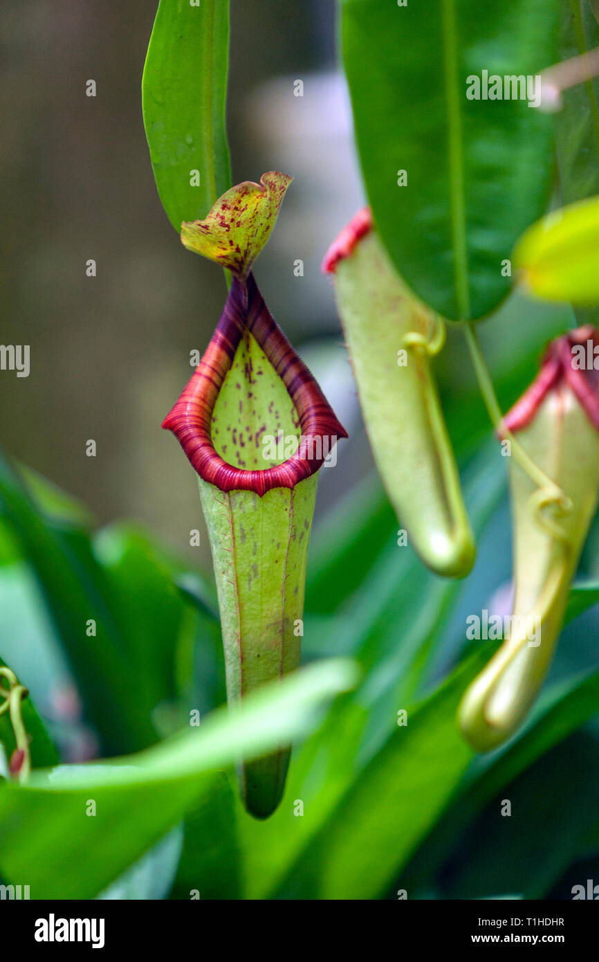 Nepentes Carnivorous Pitcher Plant Species Real Jardín Botánico Royal Botanical Garden Of
