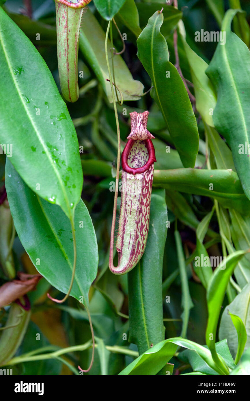 Nepentes Carnivorous Pitcher Plant Species Real Jardín Botánico Royal Botanical Garden Of