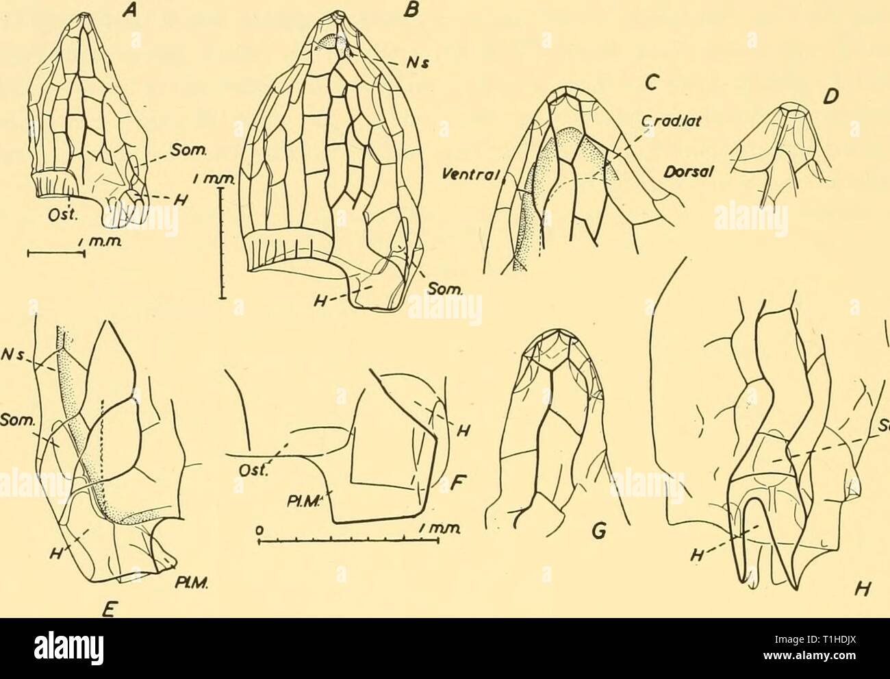 Discovery reports (1956) Discovery reports discoveryreports27inst Year ...