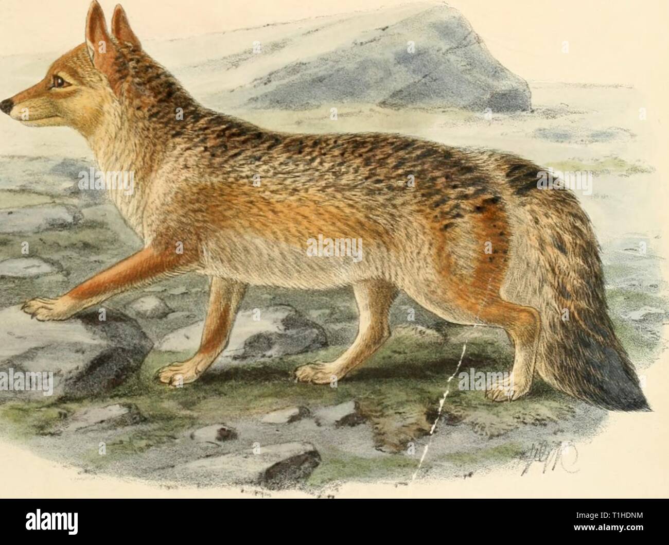 Dogs, jackals, wolves, and foxes Dogs, jackals, wolves, and foxes: a ...