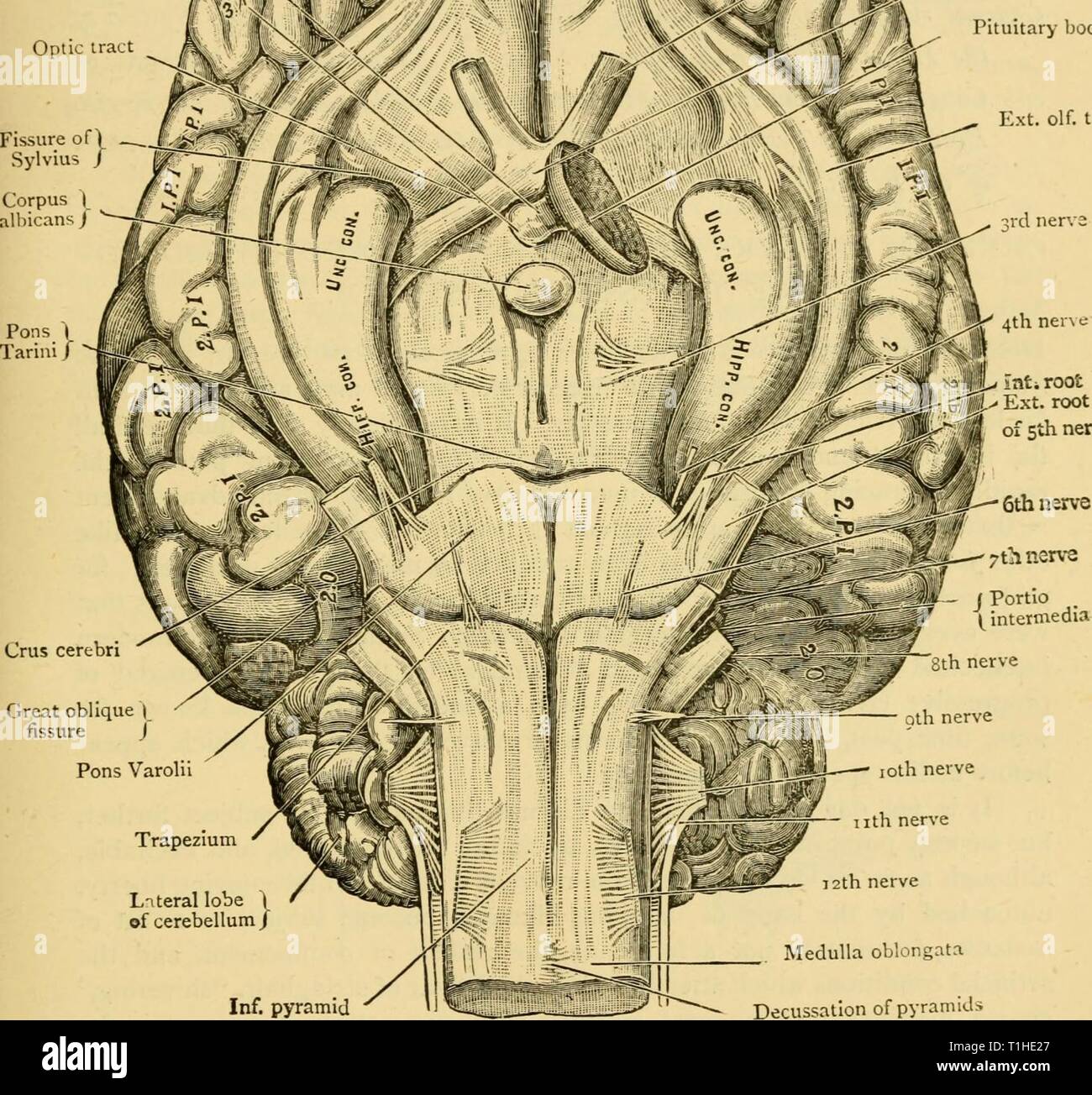 Decussation of pyramids hi-res stock photography and images - Alamy