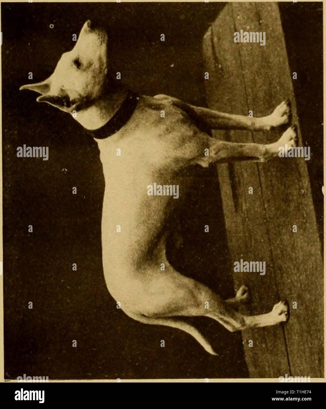 The dog book a Stock Photo - Alamy