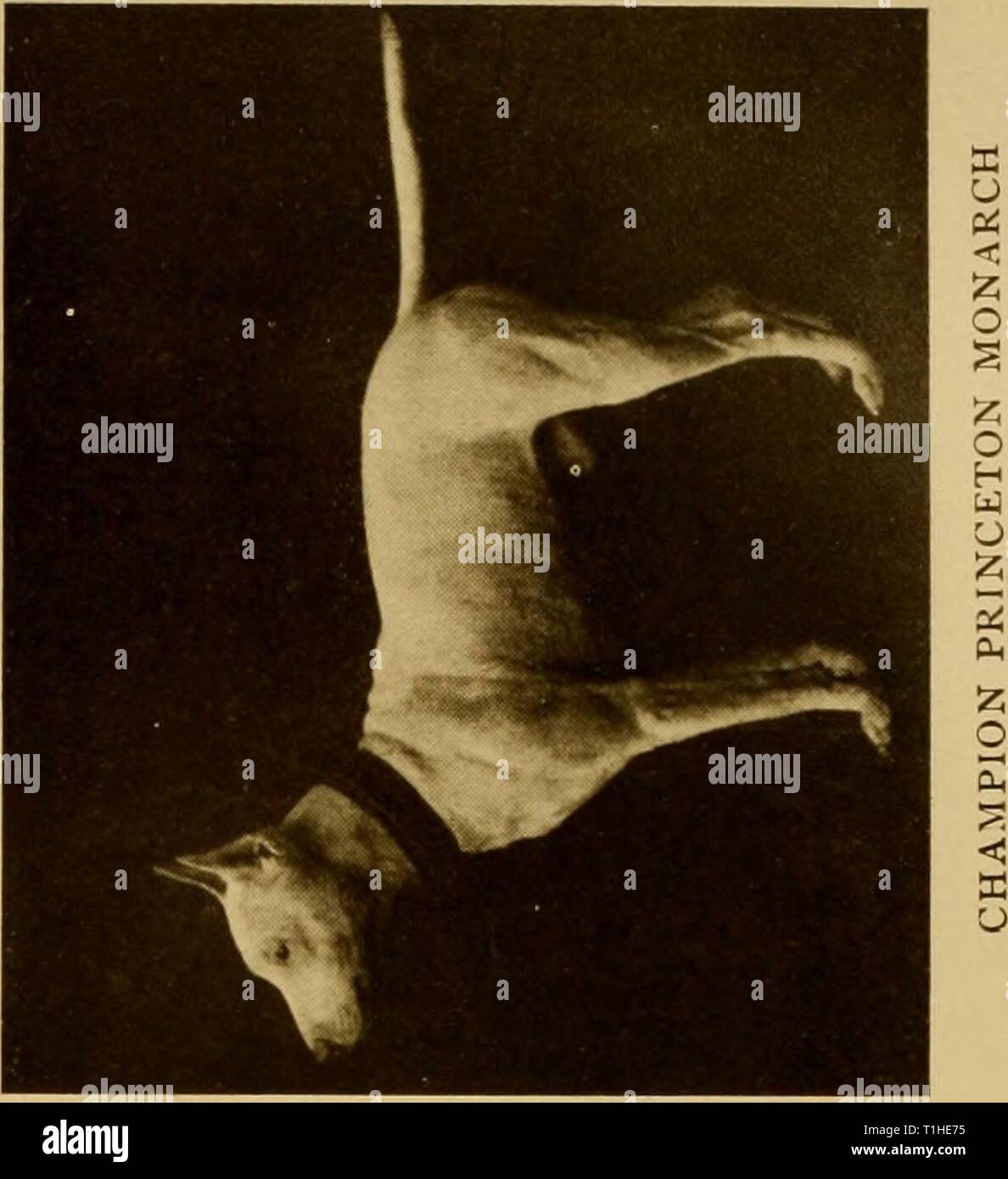 The dog book a Stock Photo - Alamy