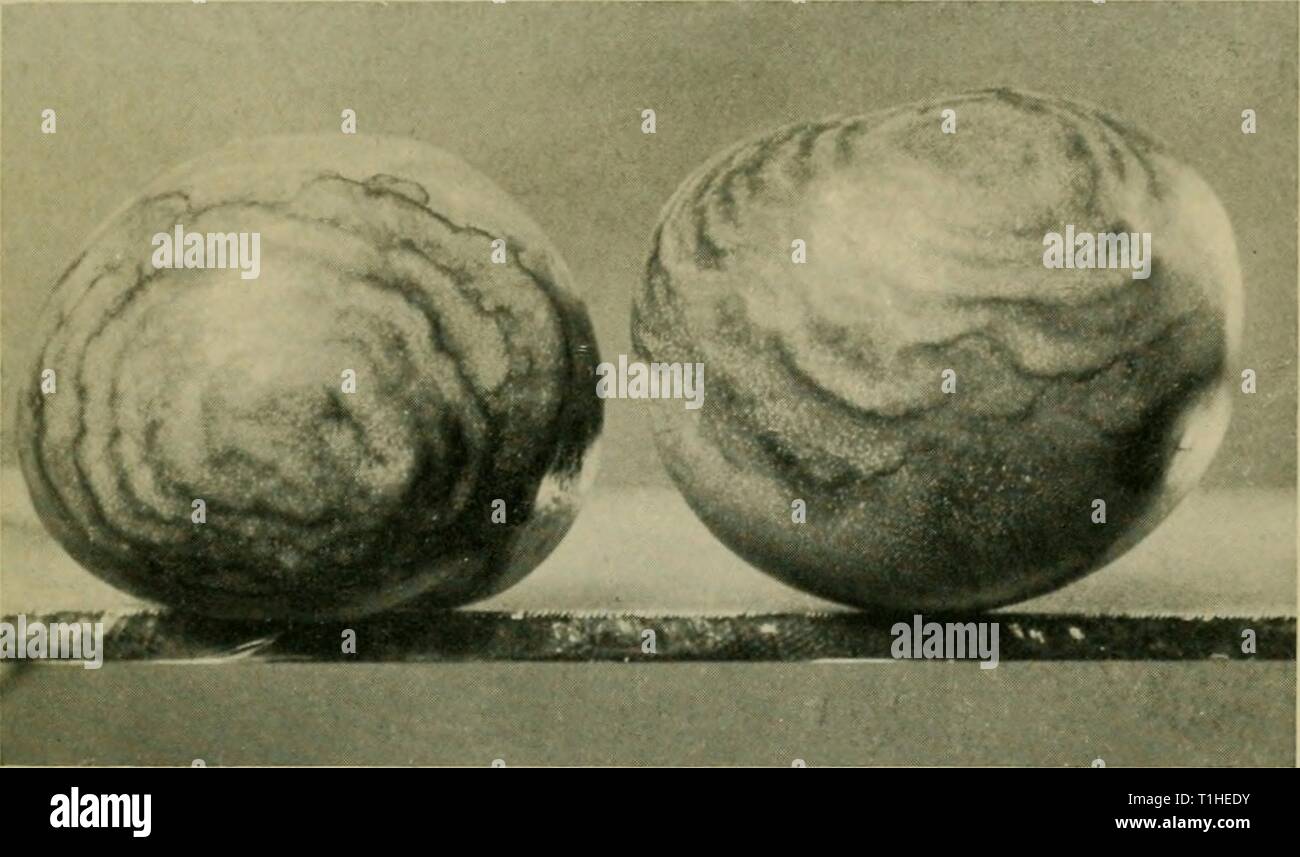 Diseases of glasshouse plants (1923) Diseases of glasshouse plants ...