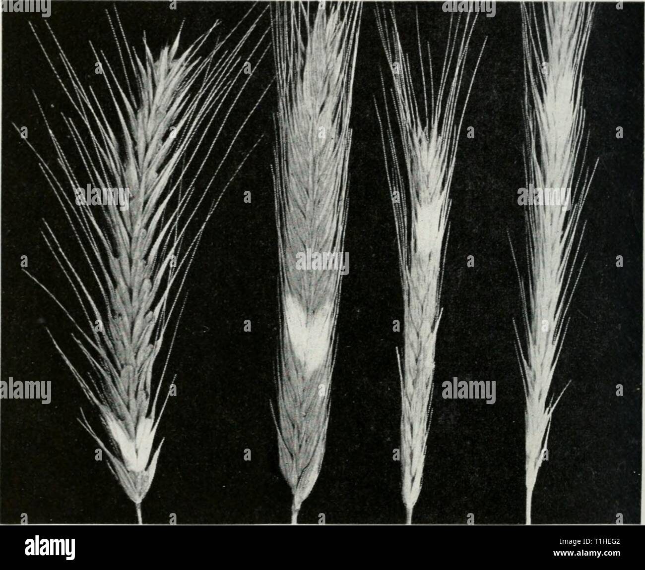 Powdery scab hi-res stock photography and images - Alamy