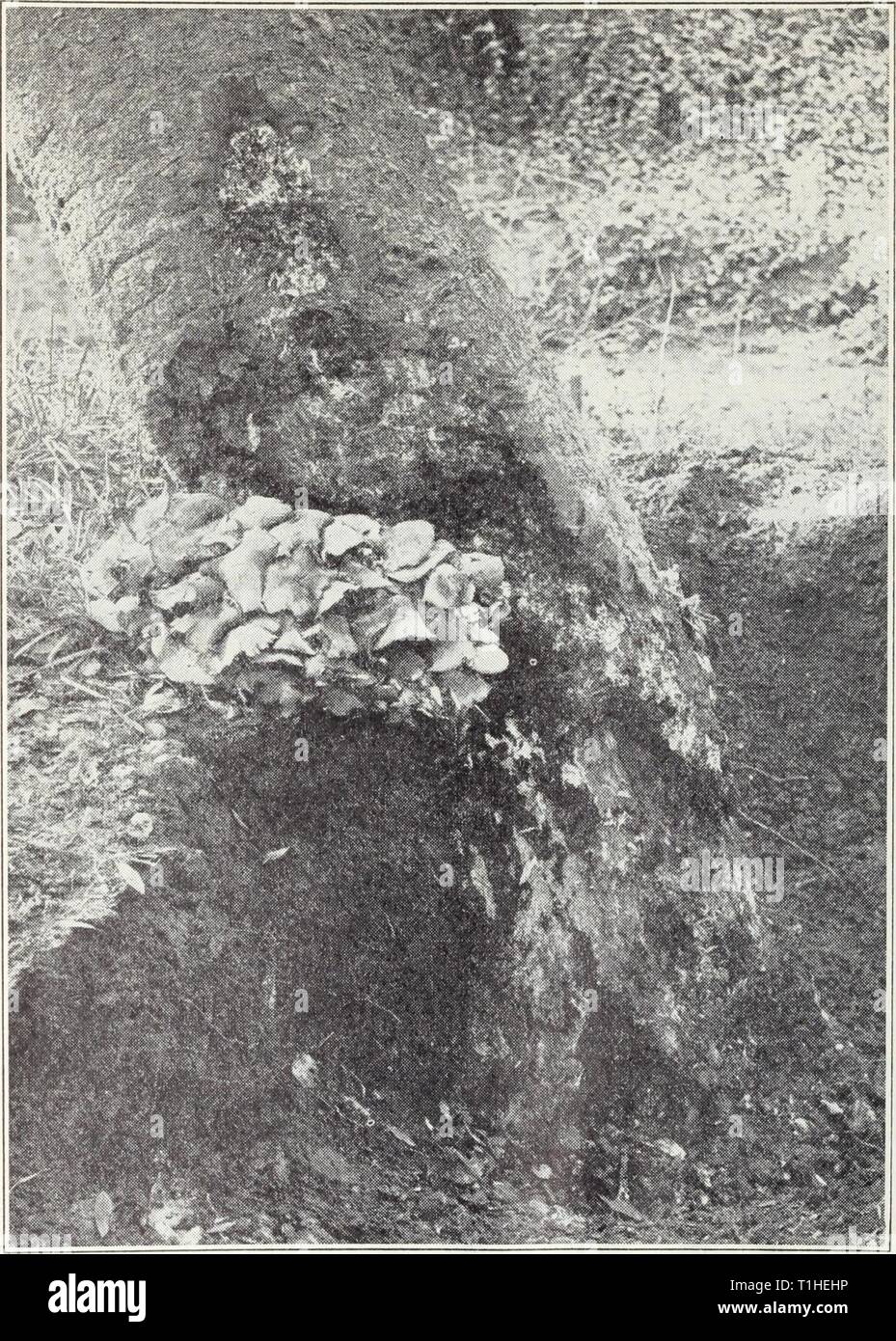 Large fungus base oak tree hi-res stock photography and images - Alamy