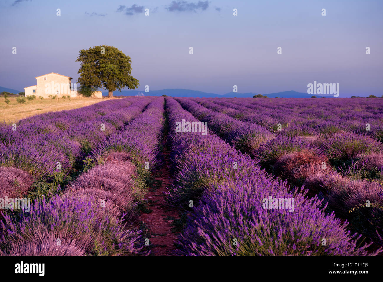 old brick house and lonely tree at lavender field in summer purple aromatic flowers near ...