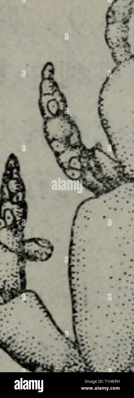 di zhi diao cha shi Stock Photo - Alamy