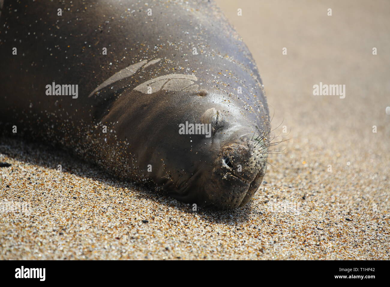 Endangered species seal hi-res stock photography and images - Alamy