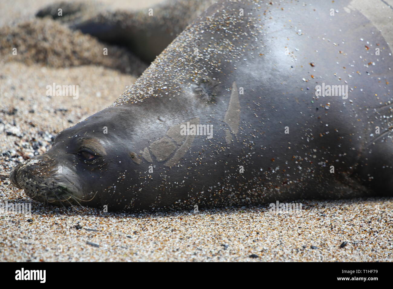 Sleepy monk seal hi-res stock photography and images - Alamy