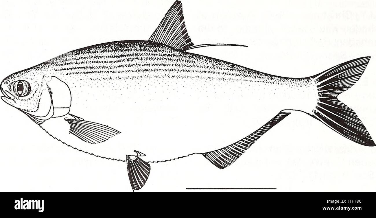 Distribution and abundance of fishes Stock Photo - Alamy