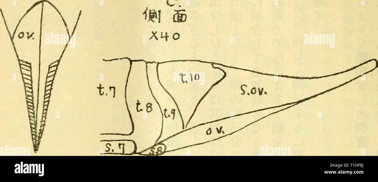 Dobutsugaku zasshi (1922 Stock Photo - Alamy