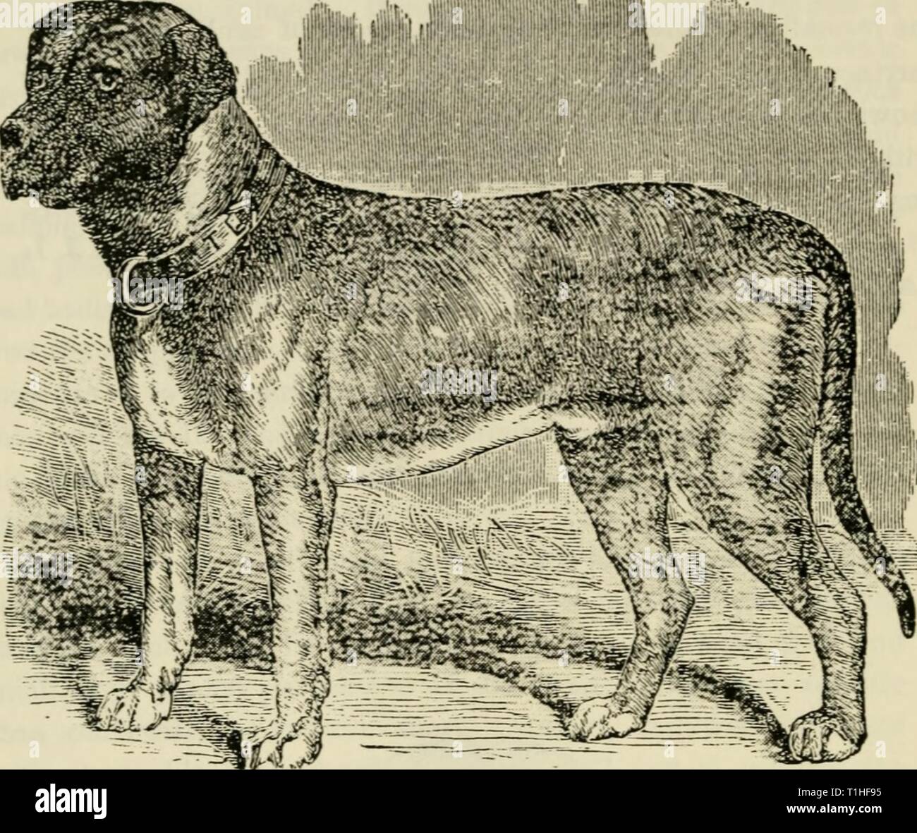 The dogs of Great Britain, The dogs of Great Britain, America, and ...