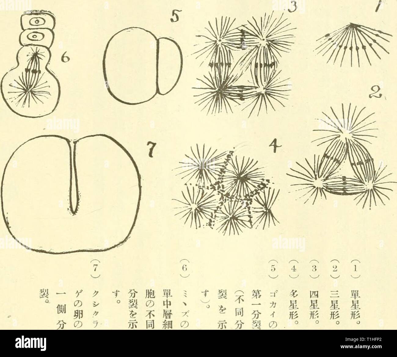 Dobutsugaku zasshi (1912 Stock Photo - Alamy