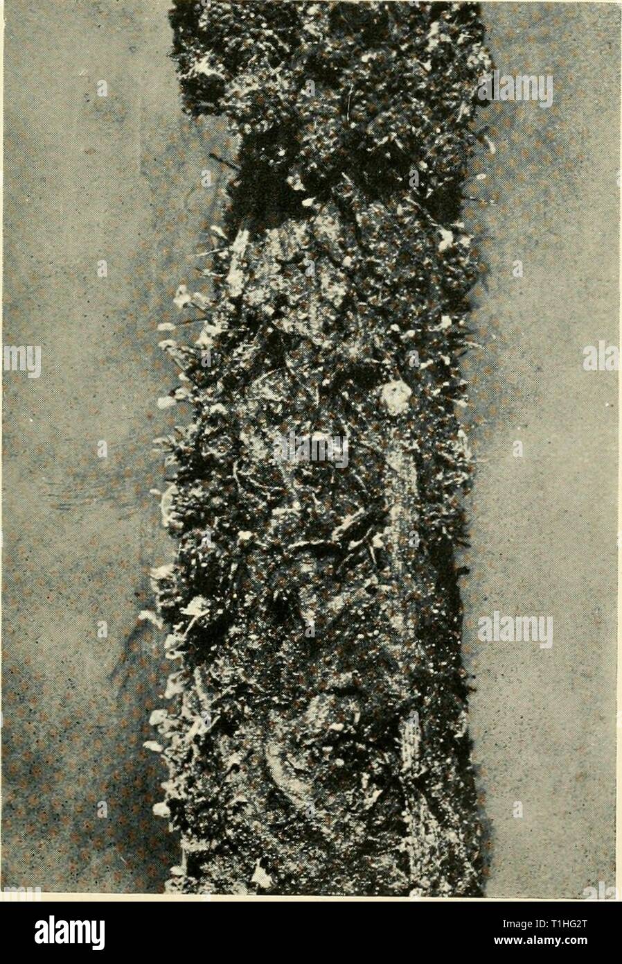 Diseases of crop-plants in the Stock Photo - Alamy