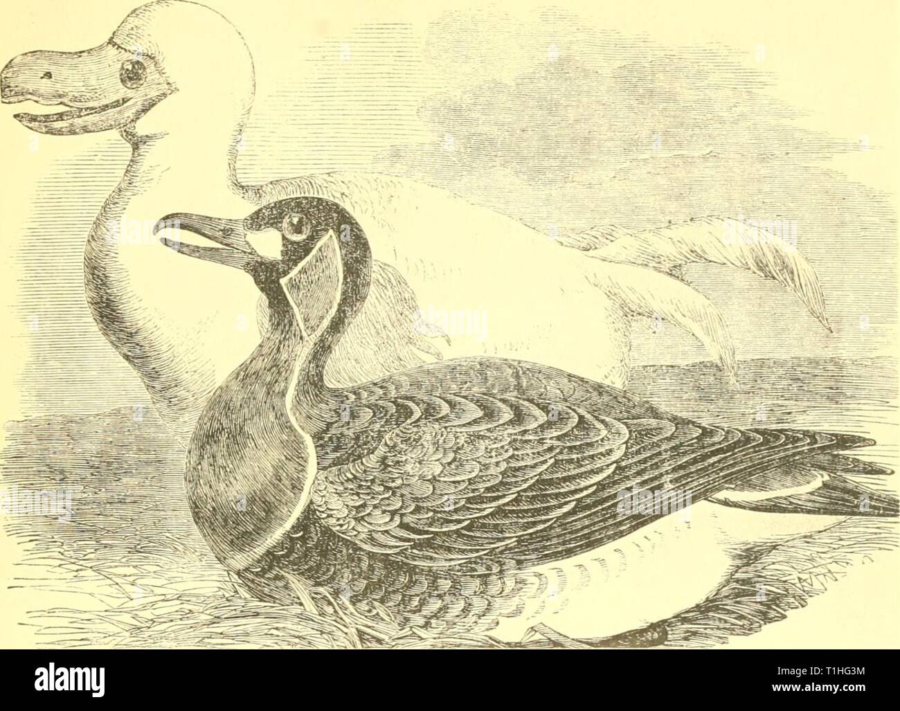 Dodo-studiën Naar aanleiding van de Dodo-studiën. Naar aanleiding van ...