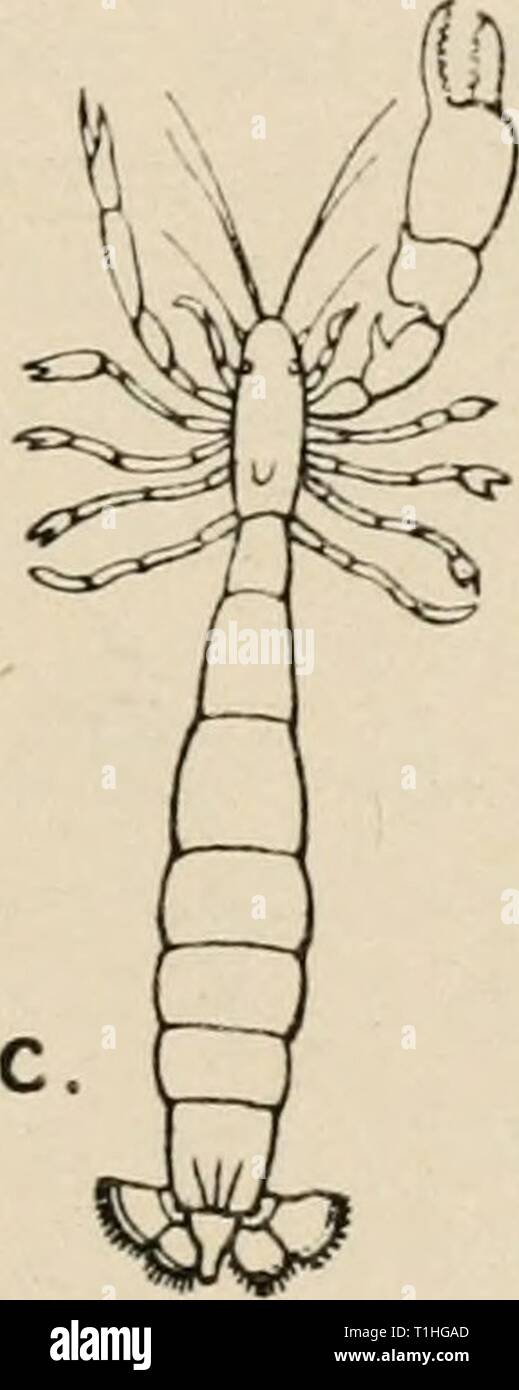 Diversions of a naturalist ([1915]) Diversions of a naturalist ...