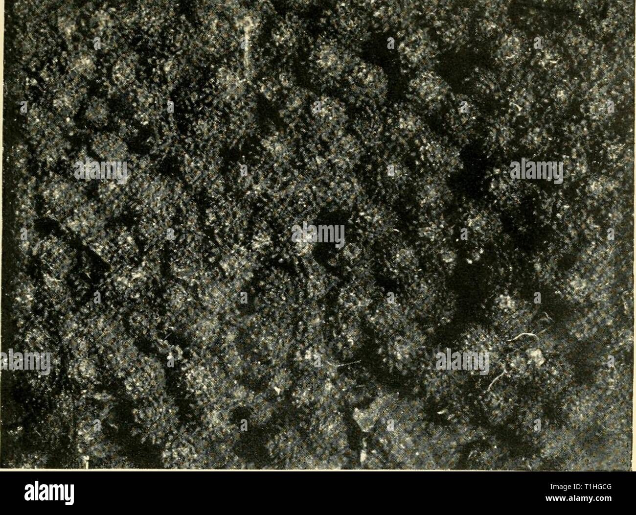 Diseases of crop-plants in the Stock Photo - Alamy