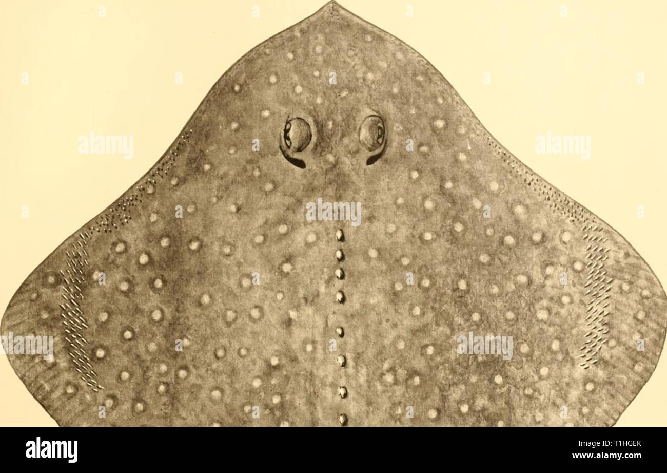 Discovery reports (1937) Discovery reports discoveryreports16inst Year ...