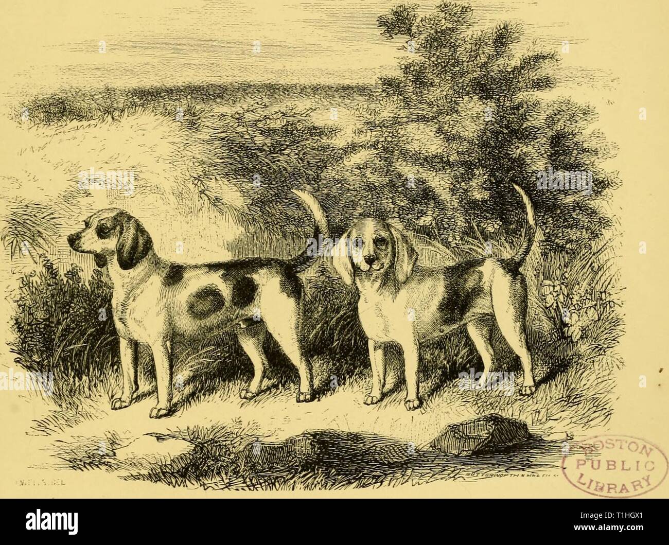The dogs of the British The dogs of the British Islands, being a series ...