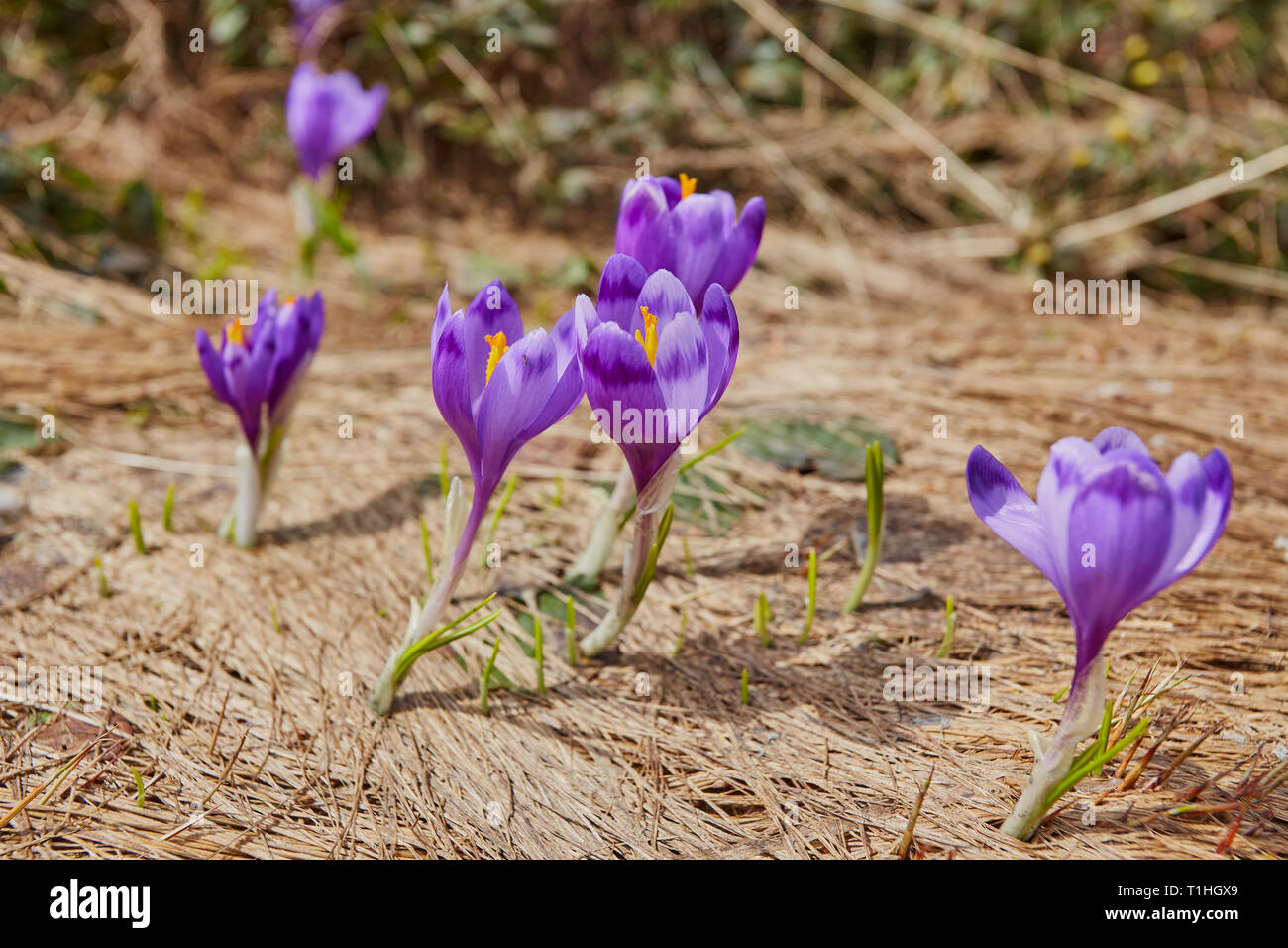 Earlyspringbackground hi-res stock photography and images - Alamy