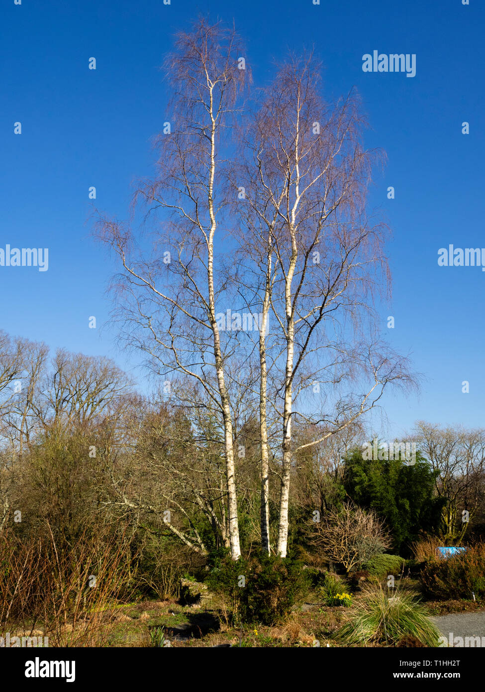 Winter bare weeping branches from upright growth in the hardy, silver ...