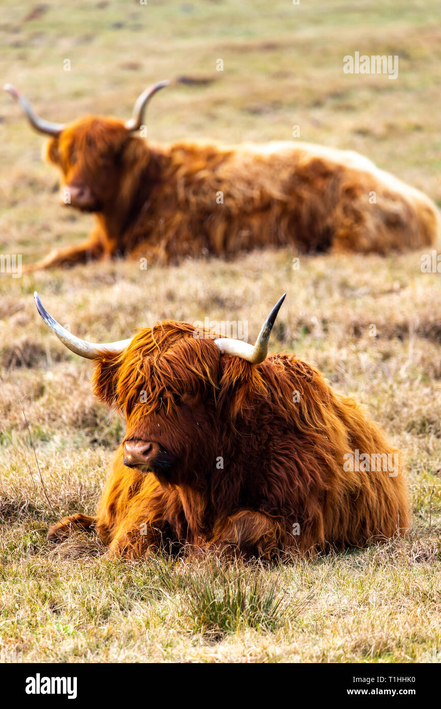 North Sea island Langeoog, East Frisia, Lower Saxony, Galloway Cattle ...