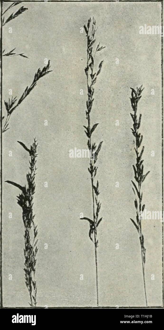 Ergot poisoning hi-res stock photography and images - Alamy