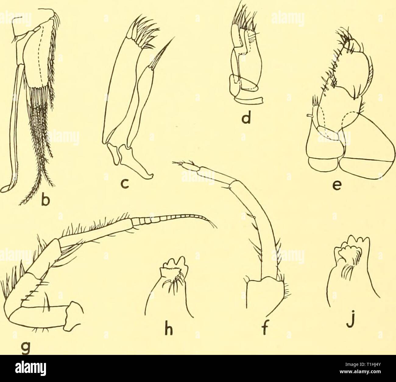 Discovery reports (1959) Discovery reports discoveryreports29inst Year ...