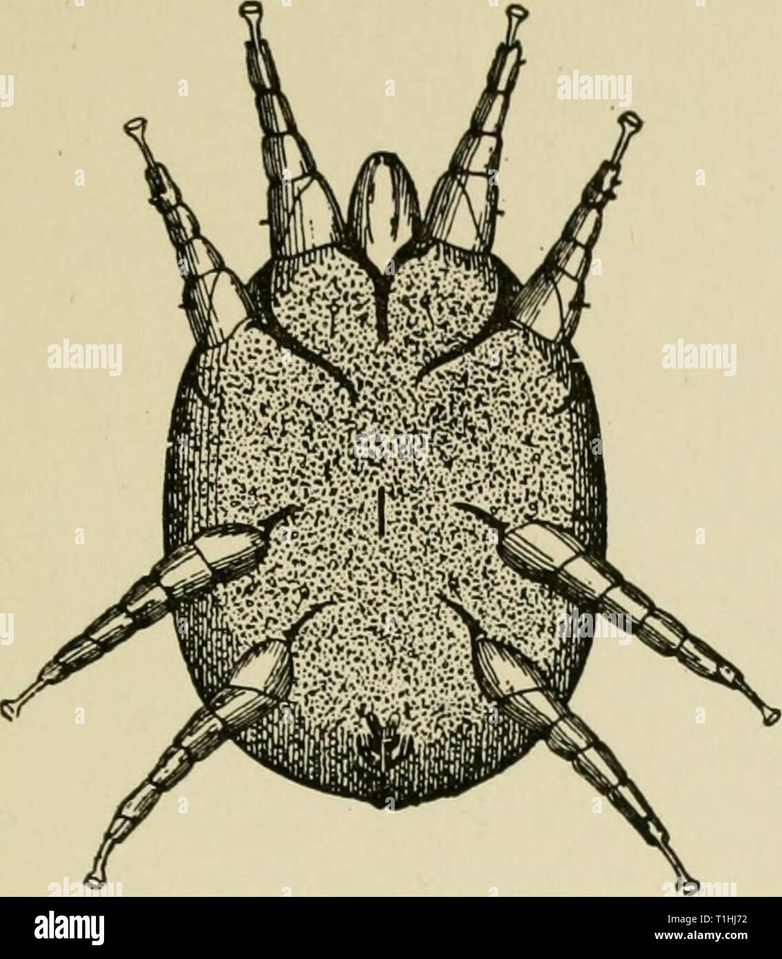 Diseases of domesticated birds hi-res stock photography and images - Alamy