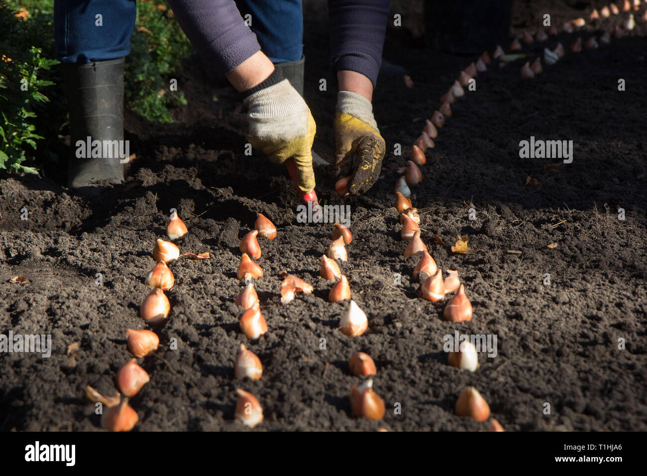 Woman planting tulip bulb hi-res stock photography and images - Alamy