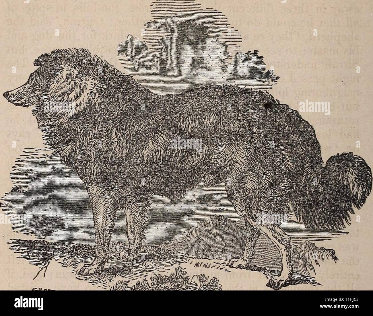 Domestic animals (1859 Stock Photo - Alamy