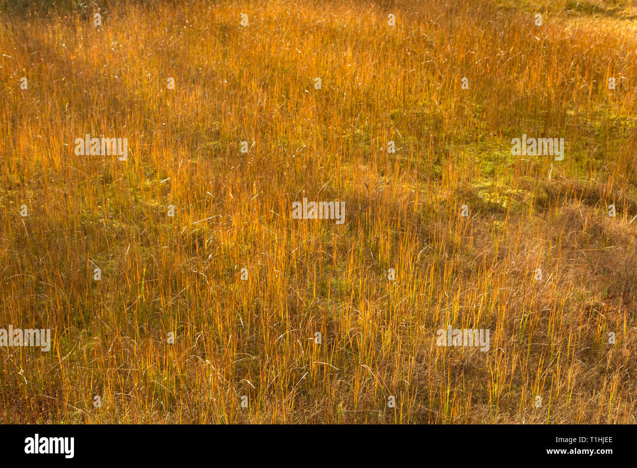 Swamp texture hi-res stock photography and images - Alamy