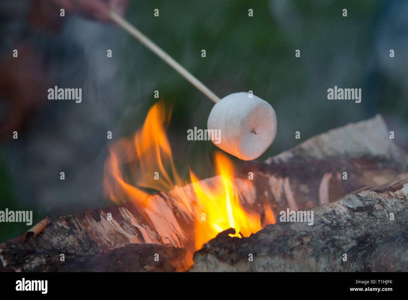 Marshmallow stick fire hi-res stock photography and images - Alamy