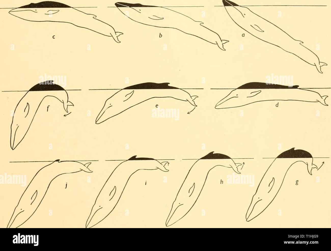 Discovery reports (1953) Discovery reports discoveryreports25inst Year ...